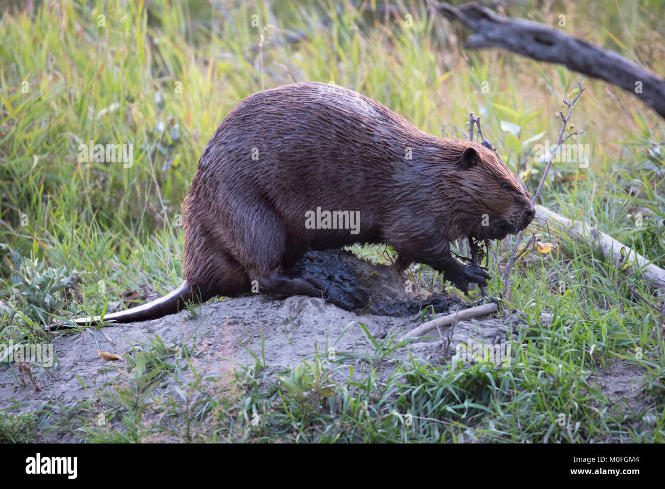 Beaver (Castor canadensis) adding a mixture of pond vegetation and mud ...