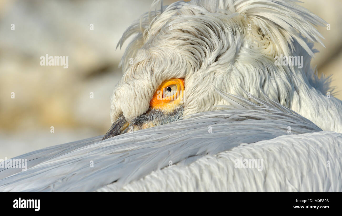 Sleeping pelican hi-res stock photography and images - Alamy