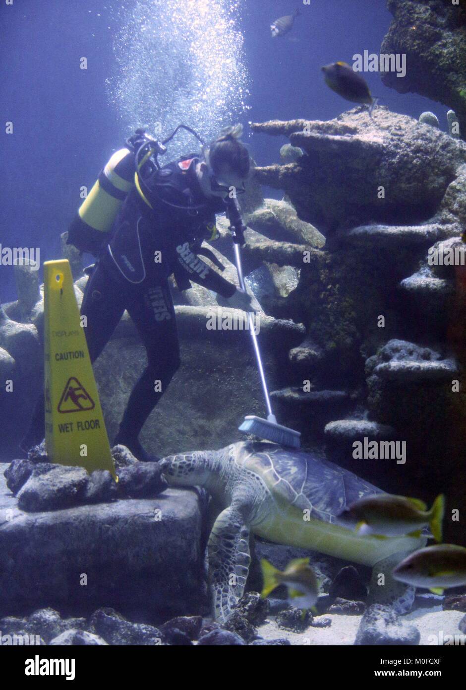 Aquarists at the SEA LIFE London use brushes to clean Green Sea Turtles ...