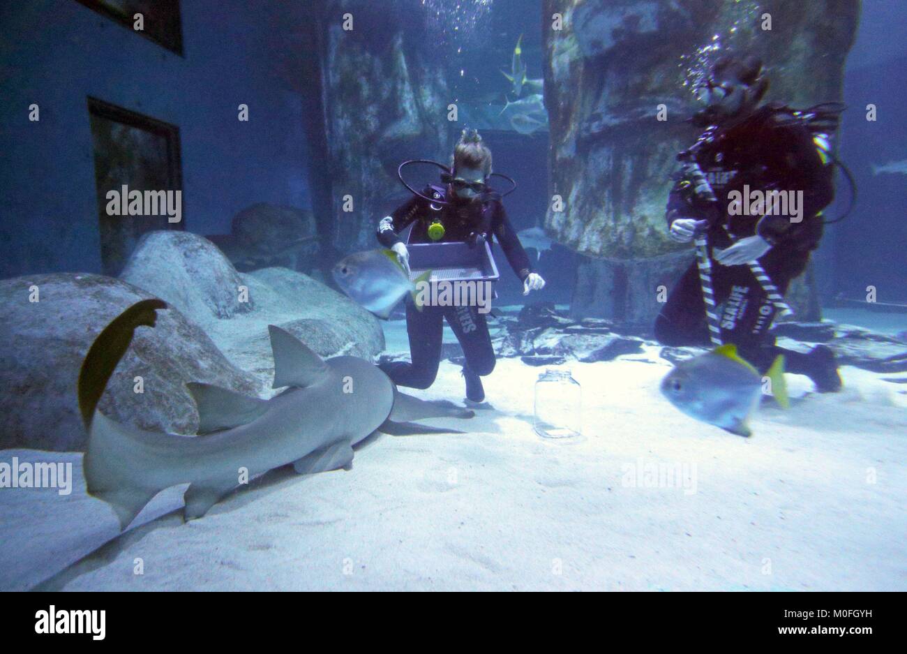 Grey reef shark teeth hi-res stock photography and images - Alamy