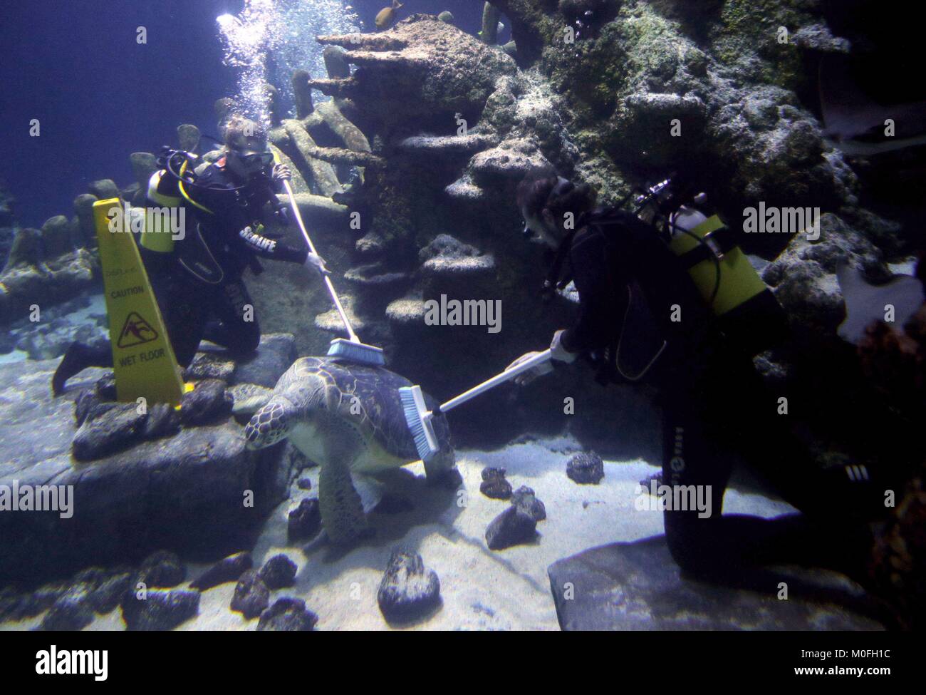 Clean green sea turtles hi-res stock photography and images - Alamy