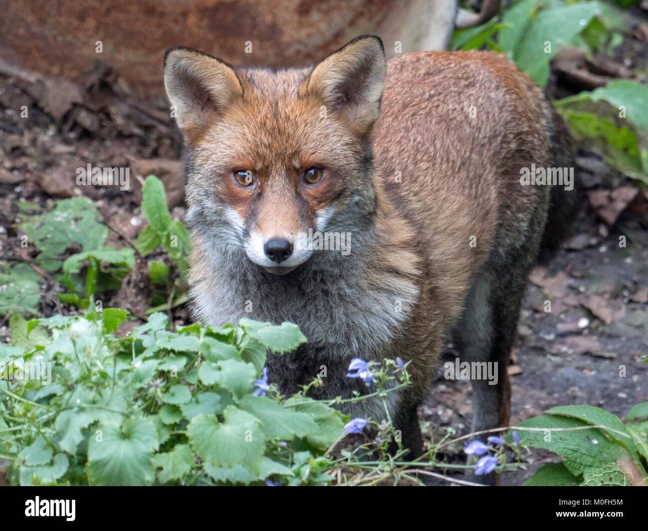 A male fox in the garden of a house in Camden Town, these animals are ...