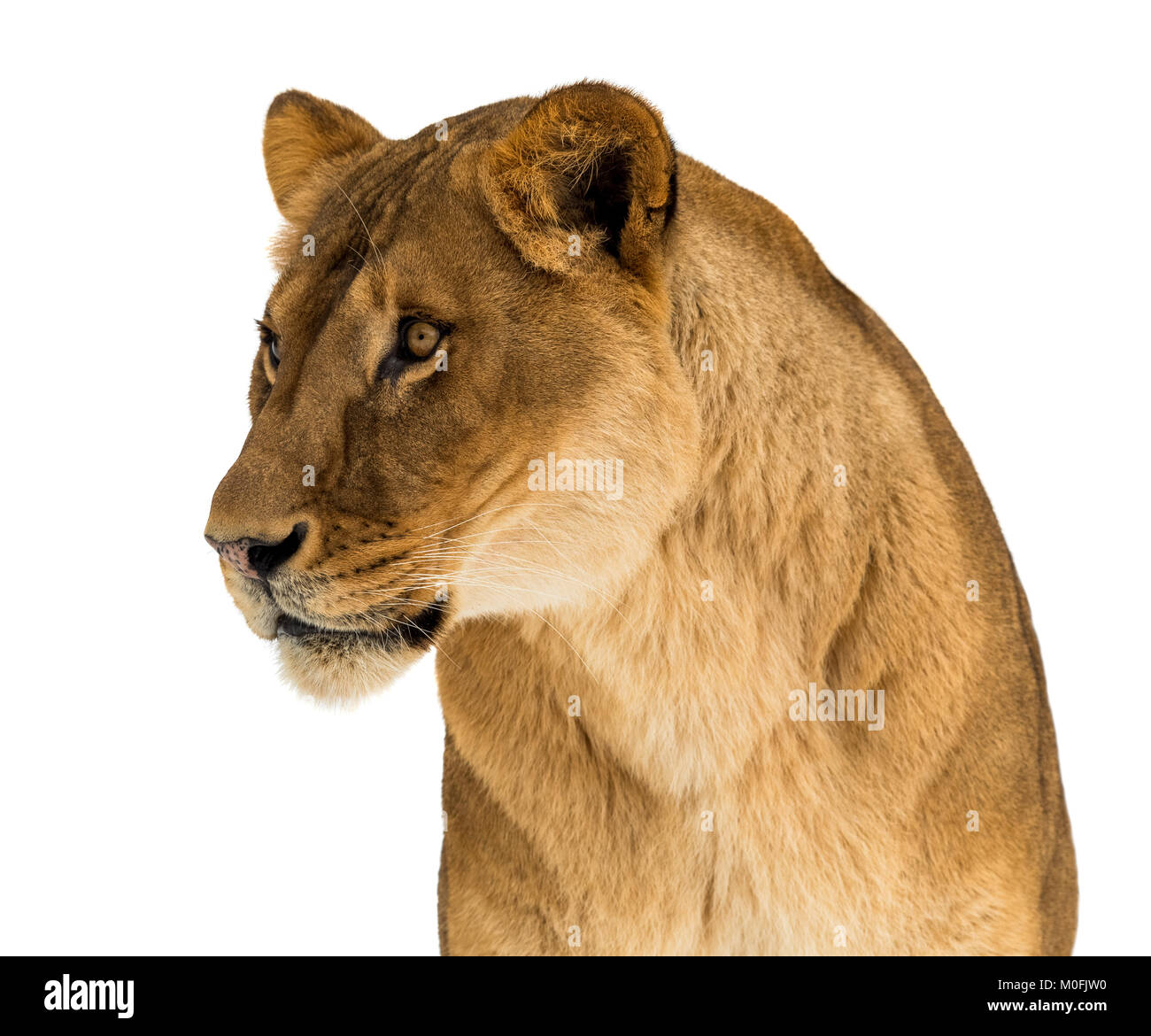 Female lion, Panthera leo, lionesse portrait, head and shoulders on ...