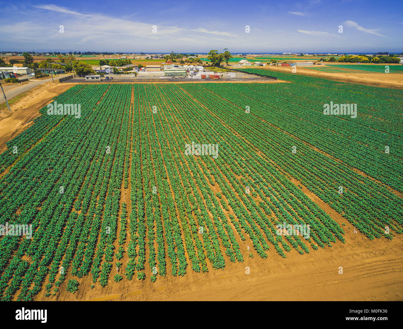 Aerial view of straight rows of green crops - agriculture in Australia ...