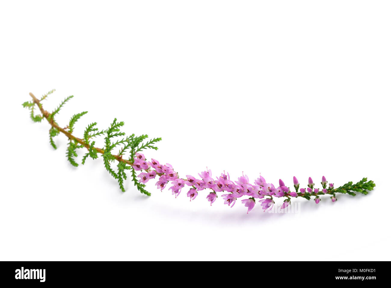 Heather sprig isolated hi-res stock photography and images - Alamy