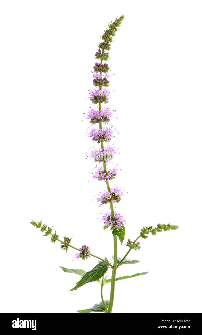 Mint flowers isolated on white background Stock Photo - Alamy