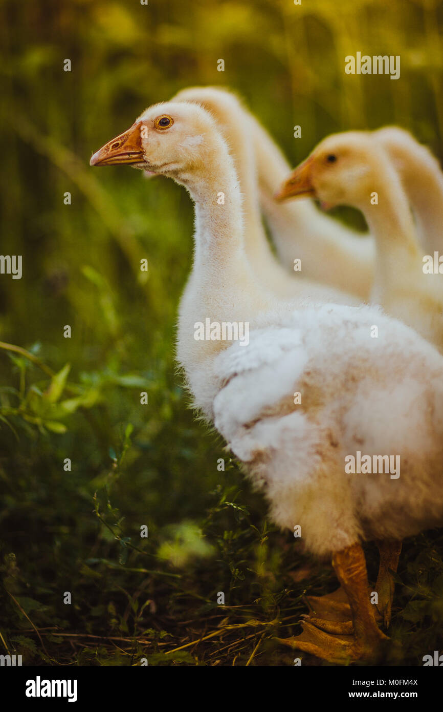Five young goose together sit in the grass Stock Photo - Alamy