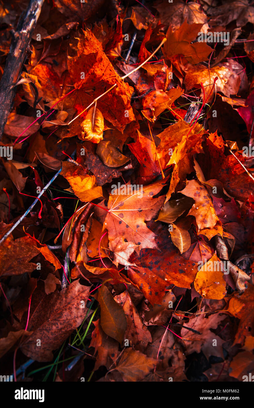 autumn leaves are large in the forest Stock Photo - Alamy