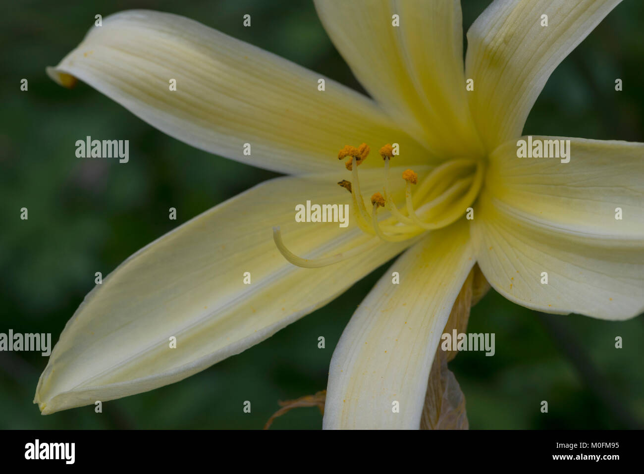 African queen hi-res stock photography and images - Alamy