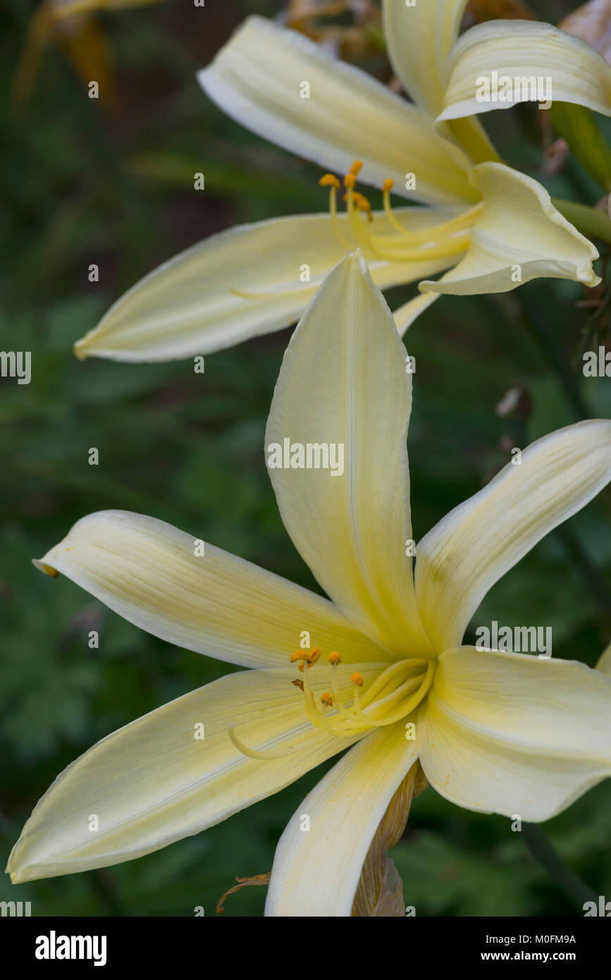 African queen hi-res stock photography and images - Alamy