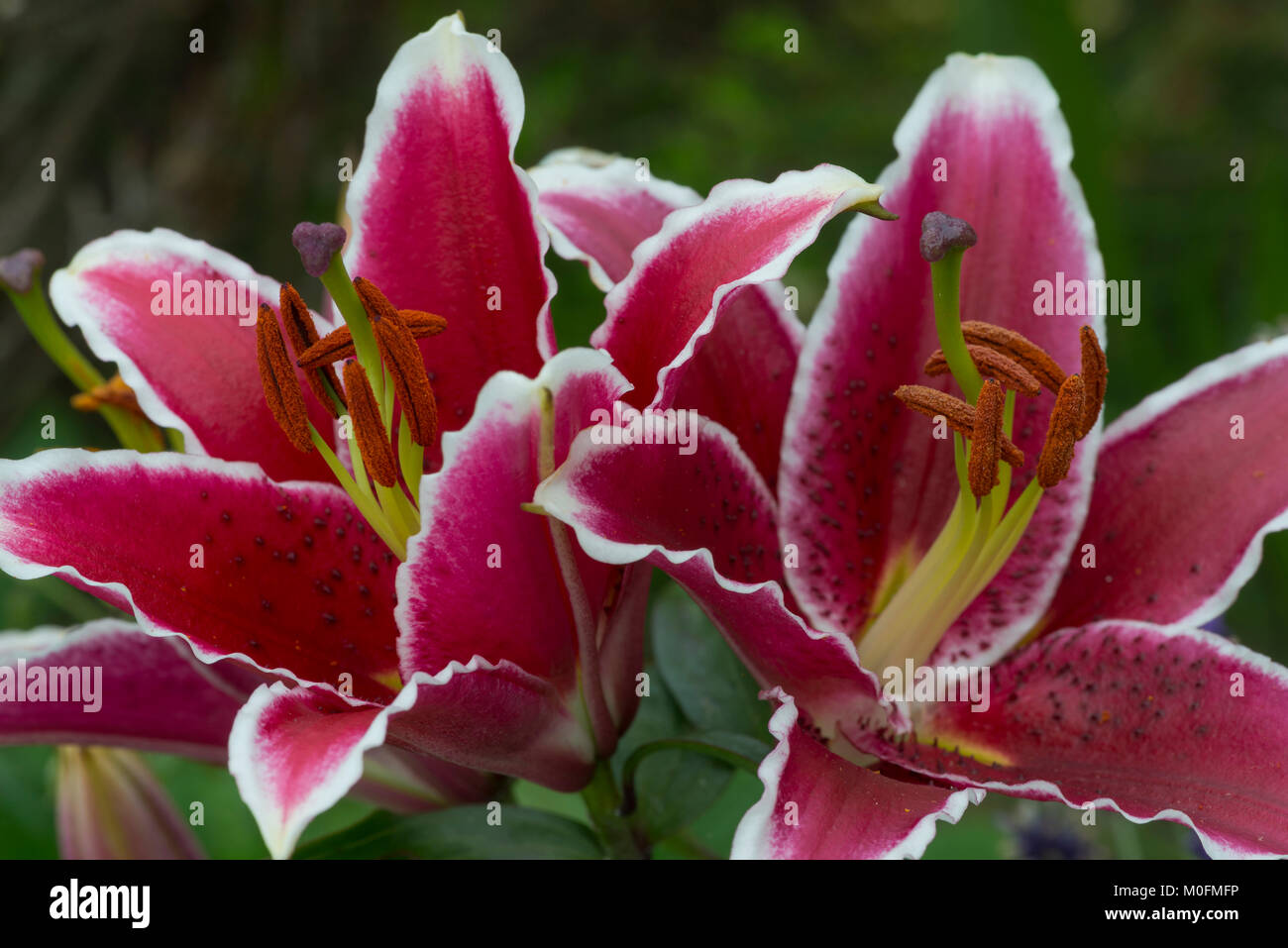Stargazer lilium orientalis hi-res stock photography and images - Alamy