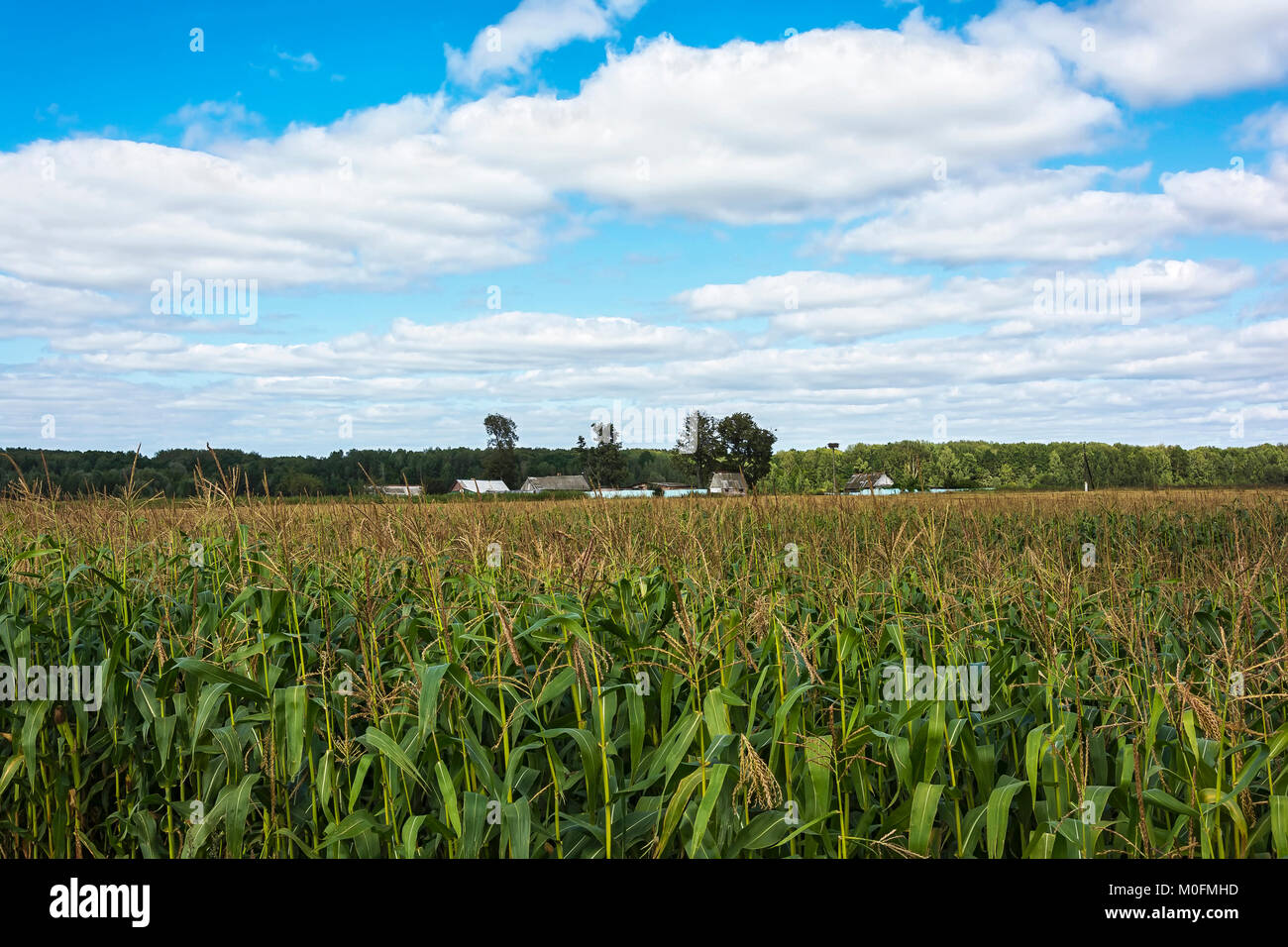 Rural landscape. Corn field on the edge which is visible from rural ...