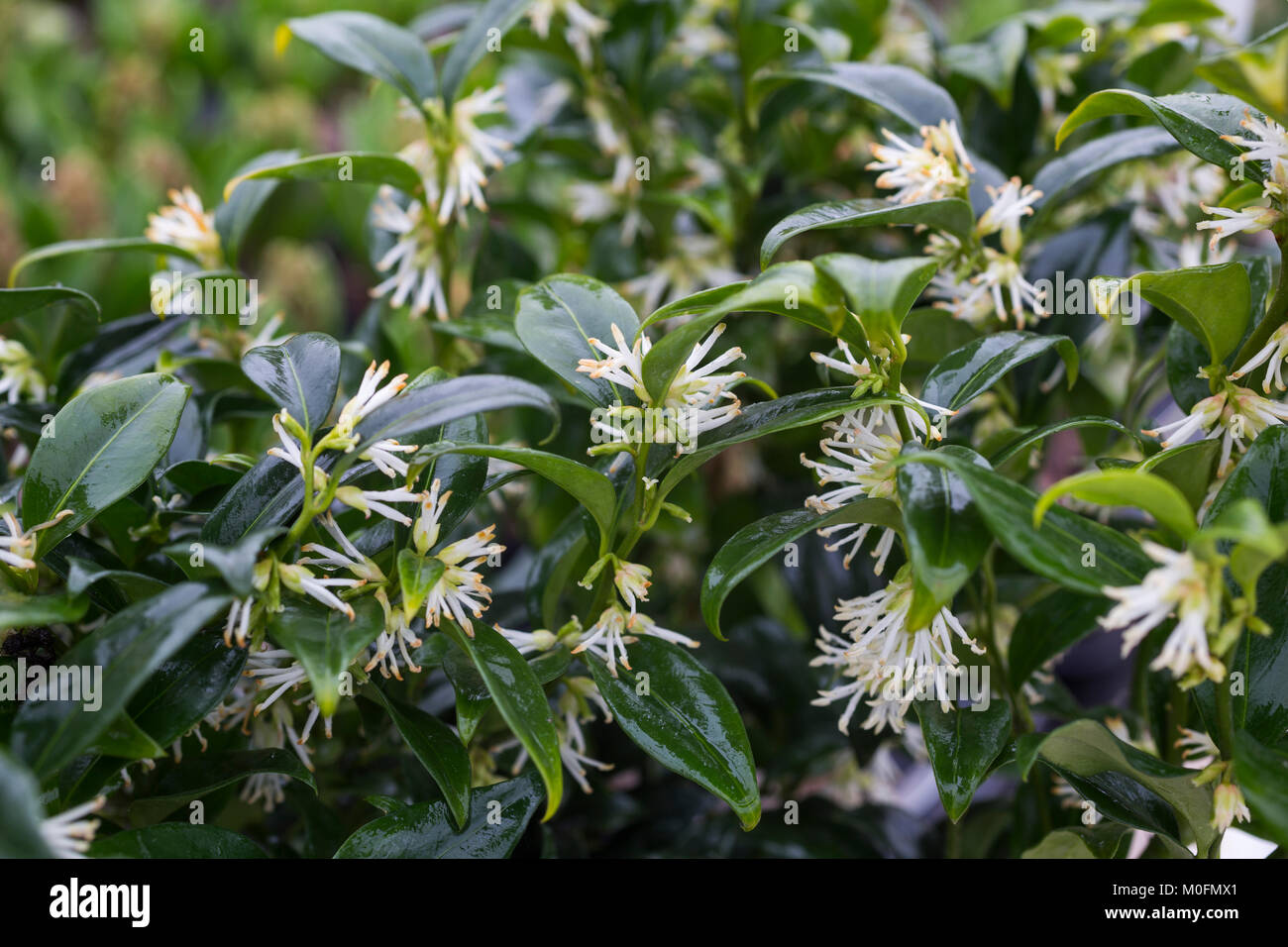Sarcococca confusa sweet box hi-res stock photography and images - Alamy