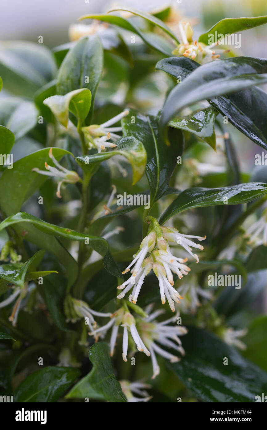 Sarcococca Confusa Sweet Box High Resolution Stock Photography and ...