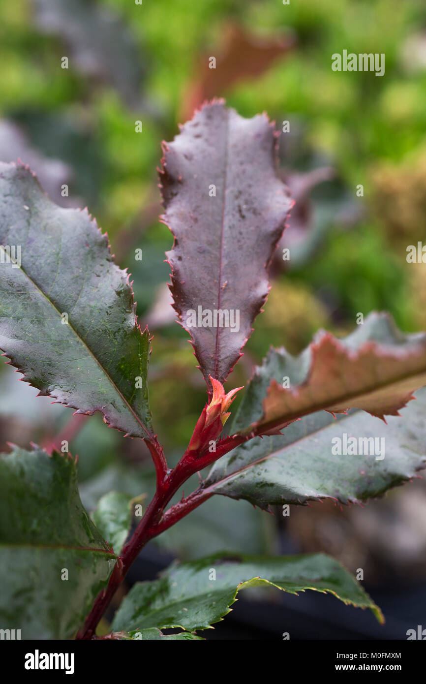 Photinia x fraseri 'Magical Volcano' Stock Photo - Alamy