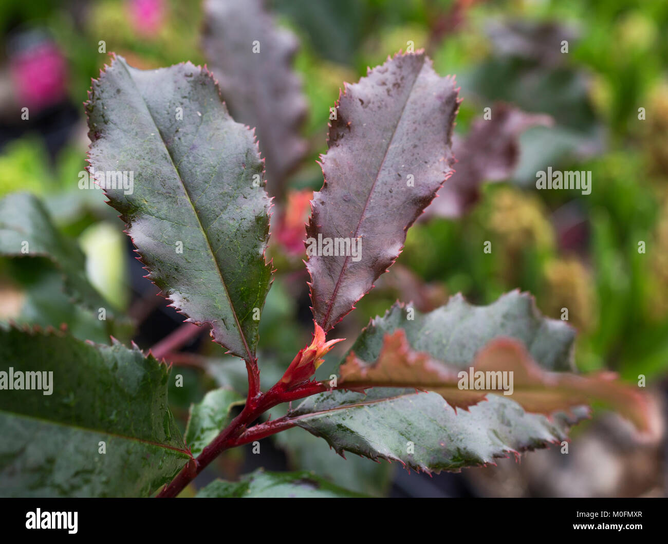 Photinia x fraseri 'Magical Volcano' Stock Photo - Alamy