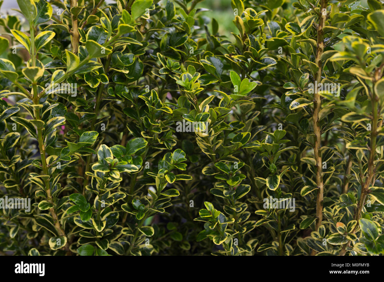 Buxus microphylla 'Golden Triumph' Stock Photo - Alamy