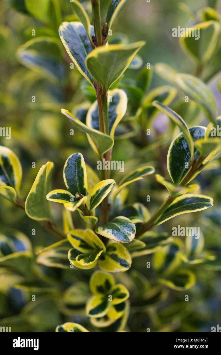 Buxus microphylla hi-res stock photography and images - Alamy