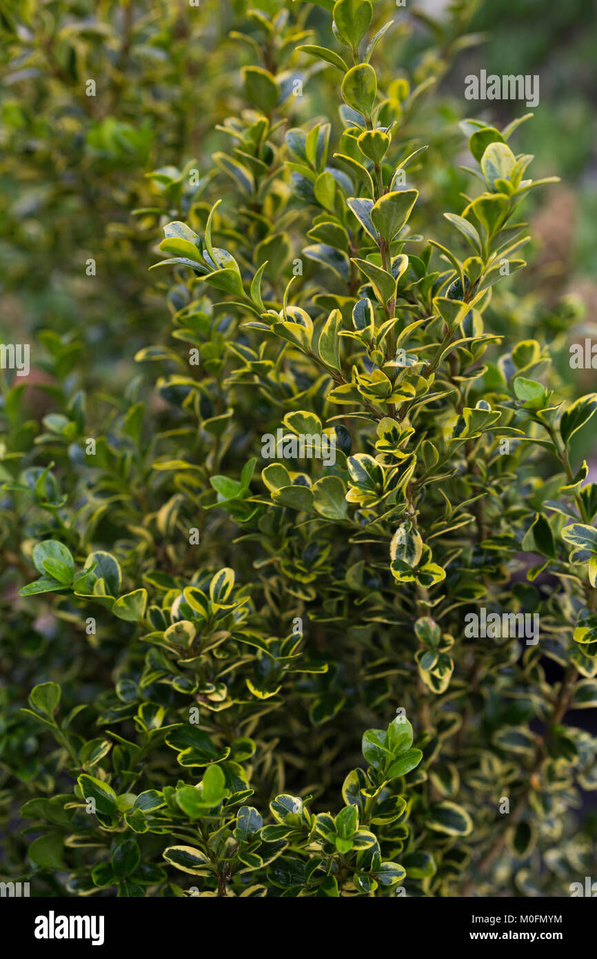 Buxus microphylla 'Golden Triumph' Stock Photo - Alamy