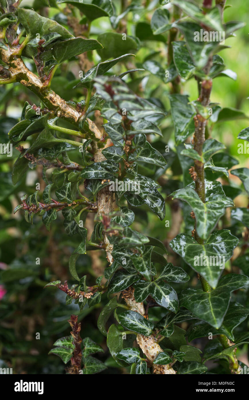 Hedera helix 'Erecta' Stock Photo - Alamy