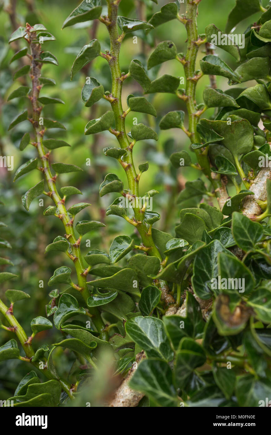 Hedera helix 'Erecta' Stock Photo - Alamy