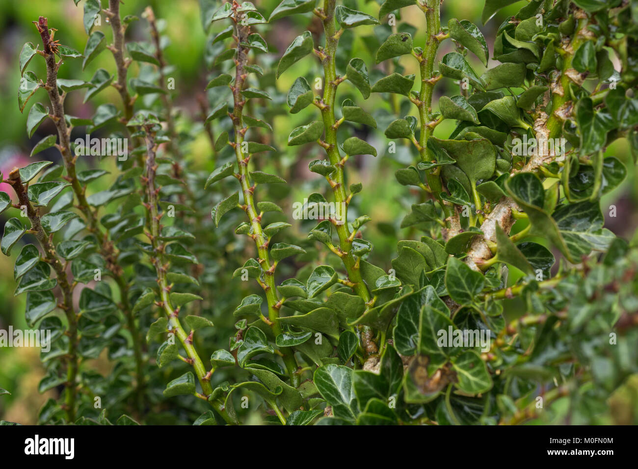 Hedera helix 'Erecta' Stock Photo - Alamy