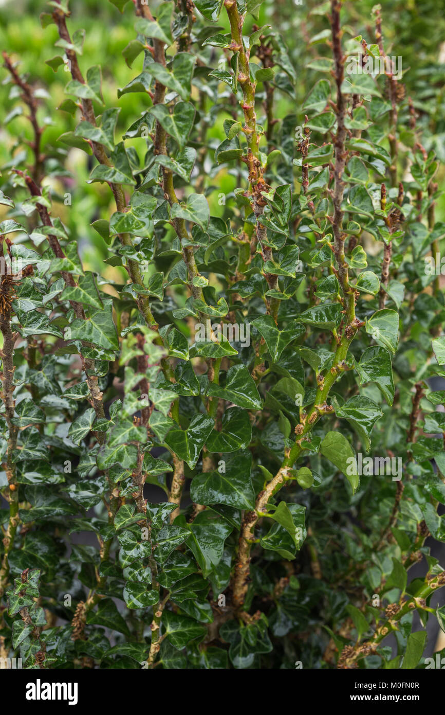 Hedera helix 'Erecta' Stock Photo - Alamy