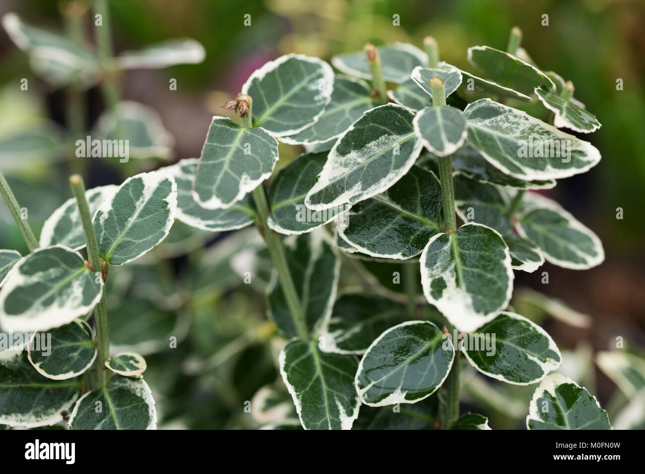 Euonymus fortunei 'Emerald Gaiety' Stock Photo - Alamy