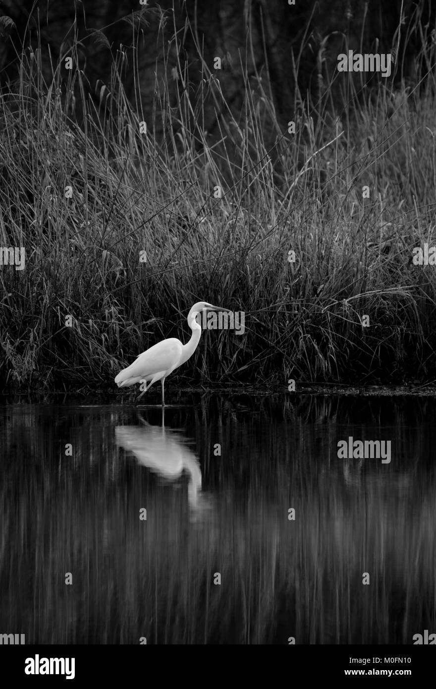 Heron bird hunting in Black and White Stock Photos & Images - Alamy