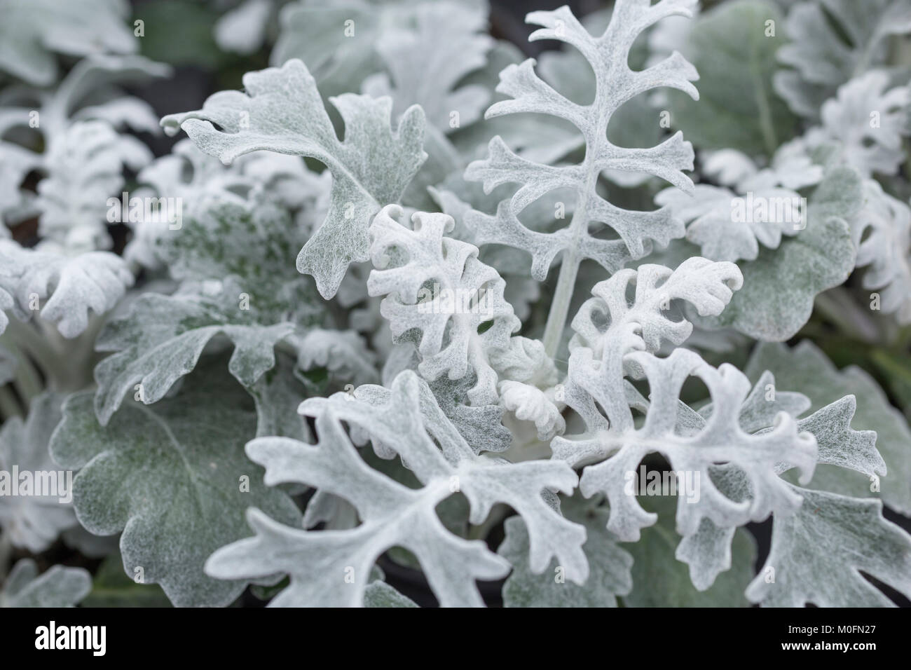 Senecio cineraria 'Silver Dust' Stock Photo - Alamy