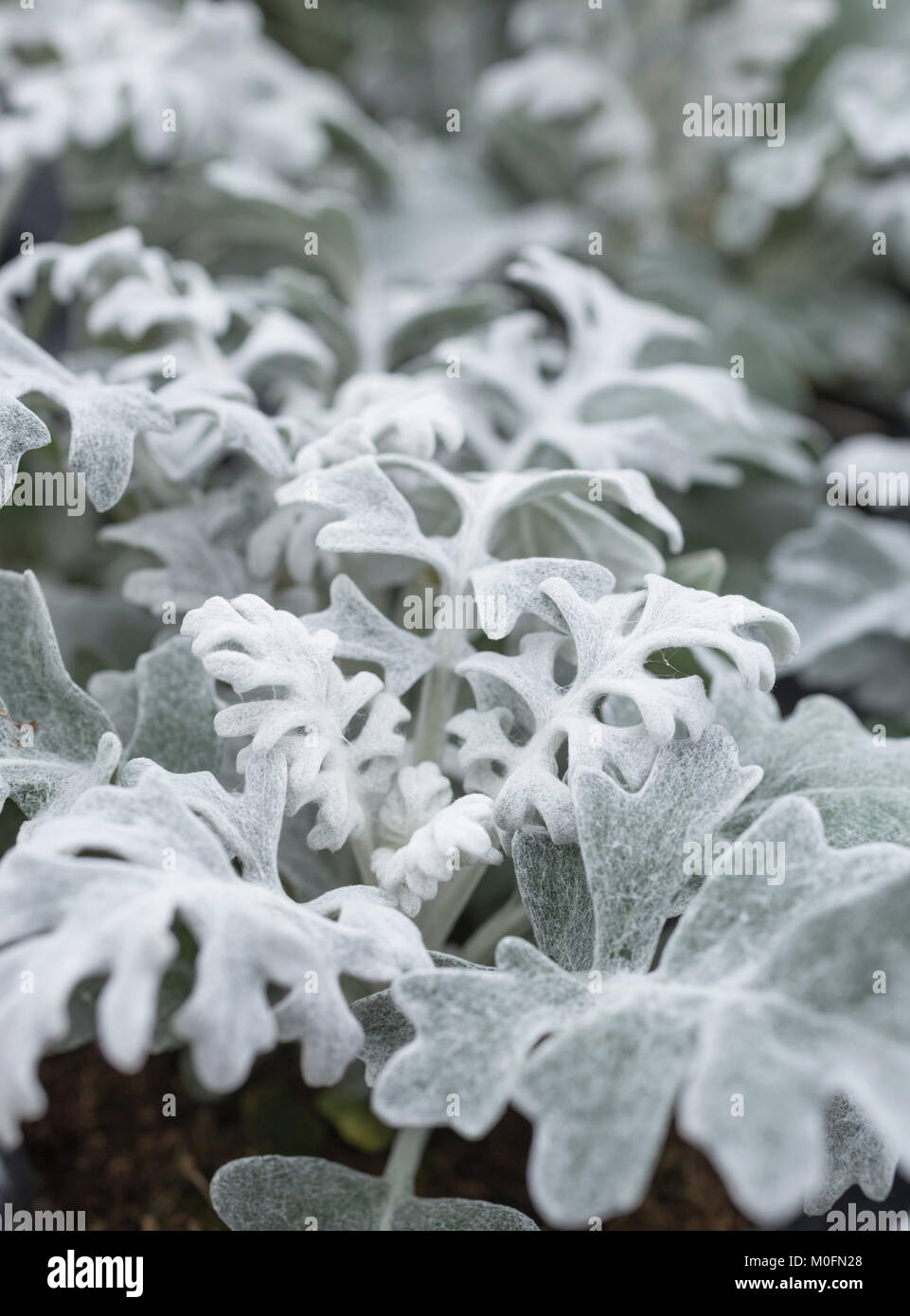 Senecio cineraria 'Silver Dust' Stock Photo - Alamy