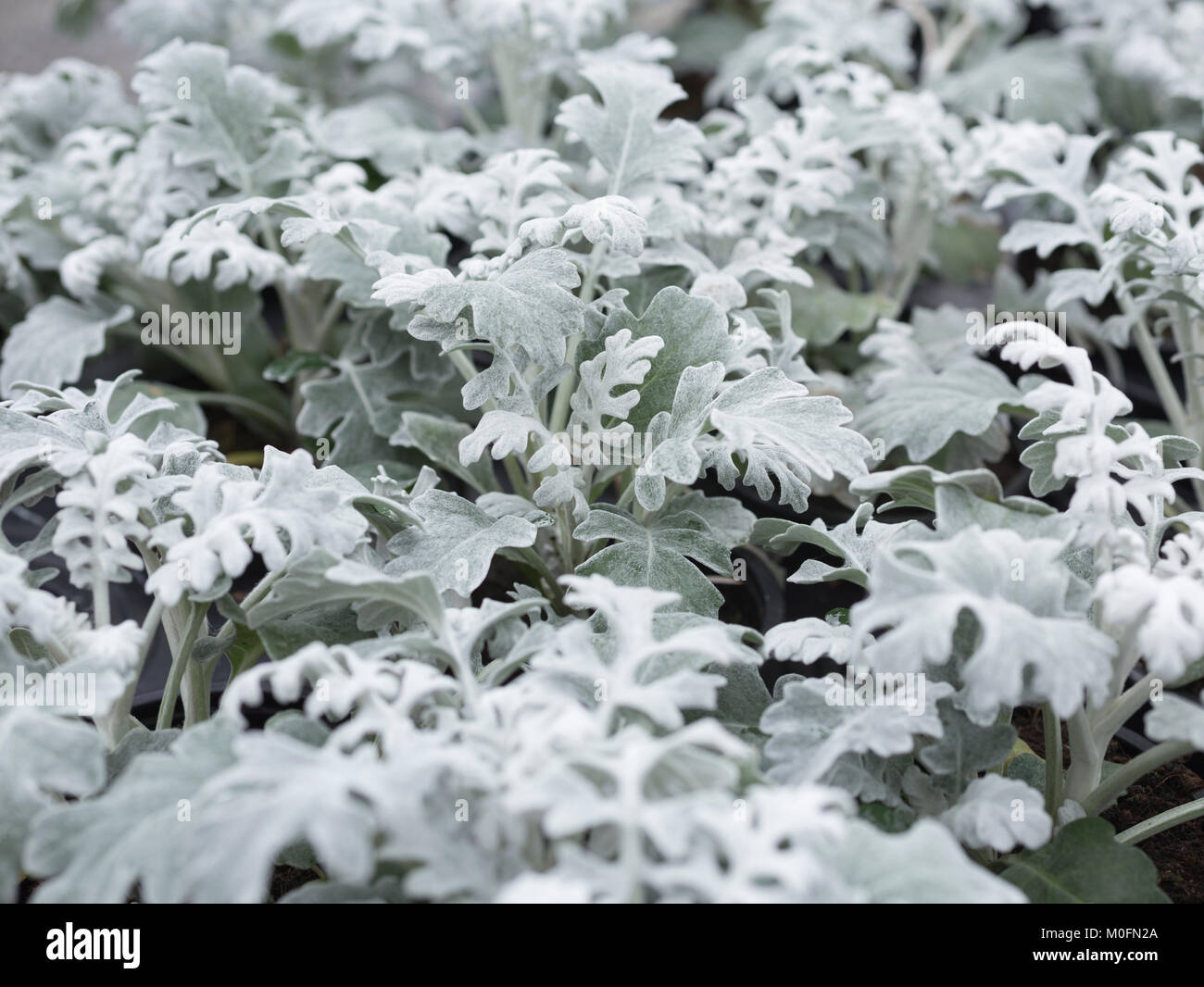 Silver dust hi-res stock photography and images - Alamy