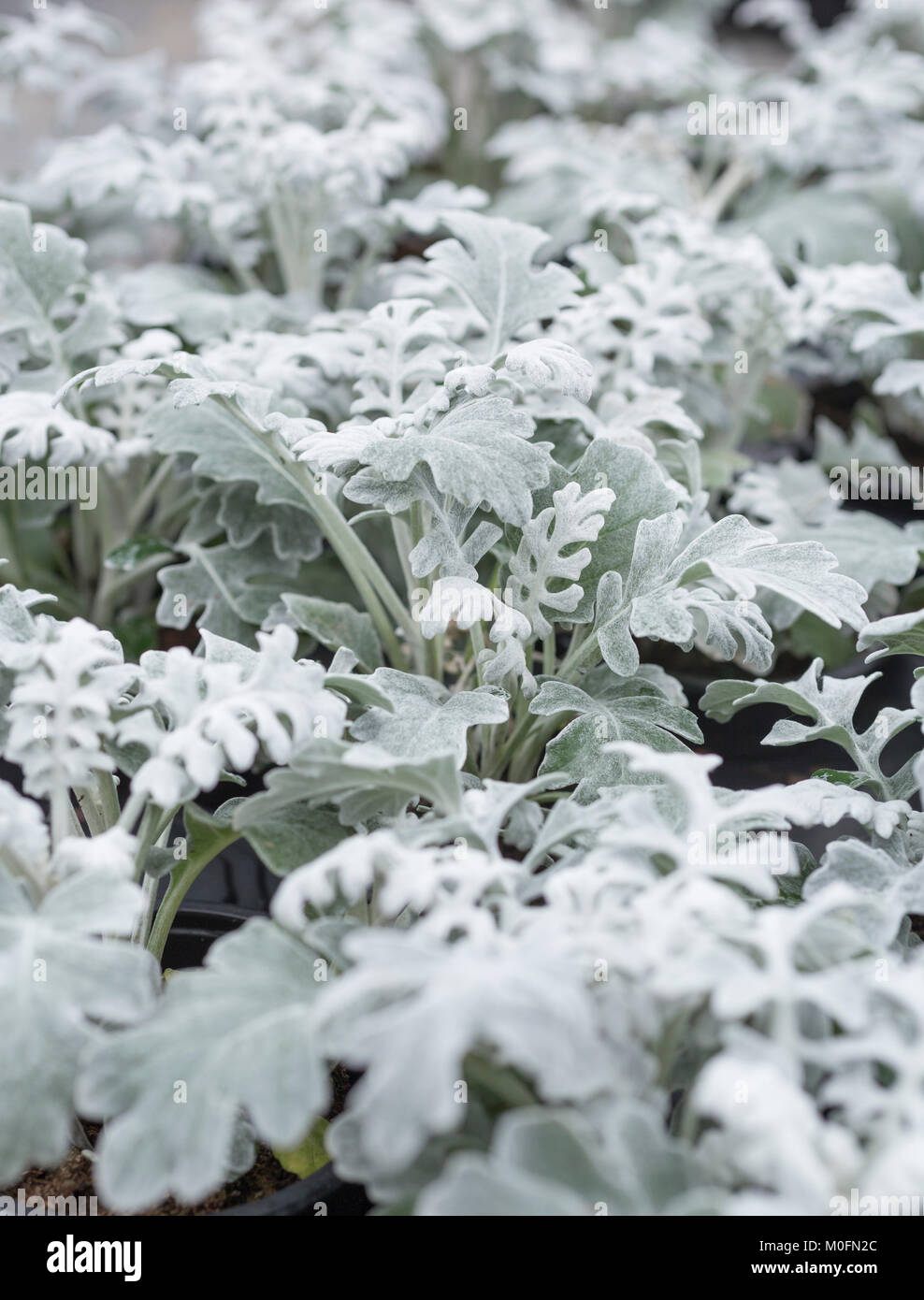Senecio cineraria silver dust hi-res stock photography and images - Alamy