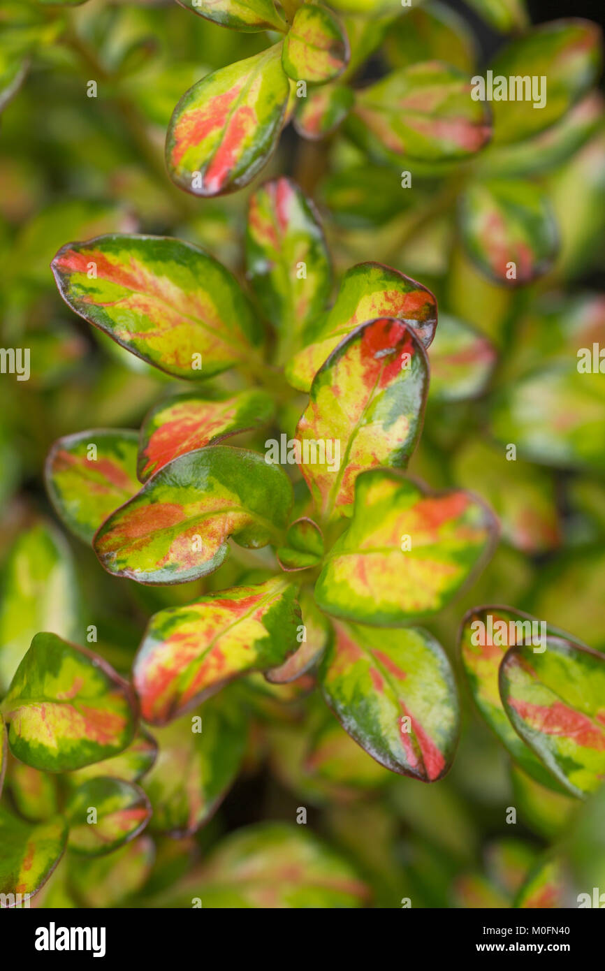 Coprosma 'Lemon and Lime' Stock Photo - Alamy