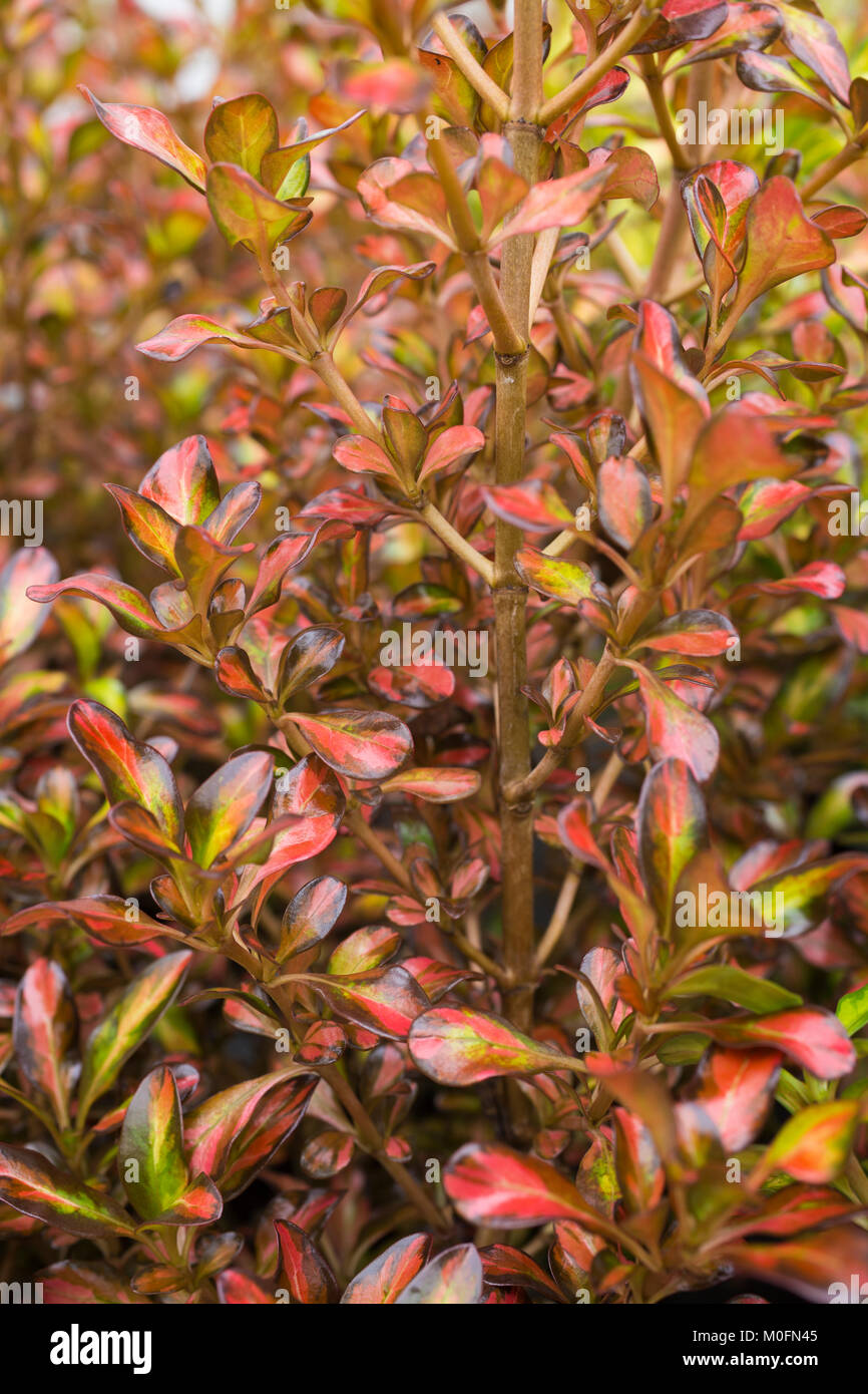 Coprosma 'Evening Glow' Stock Photo - Alamy