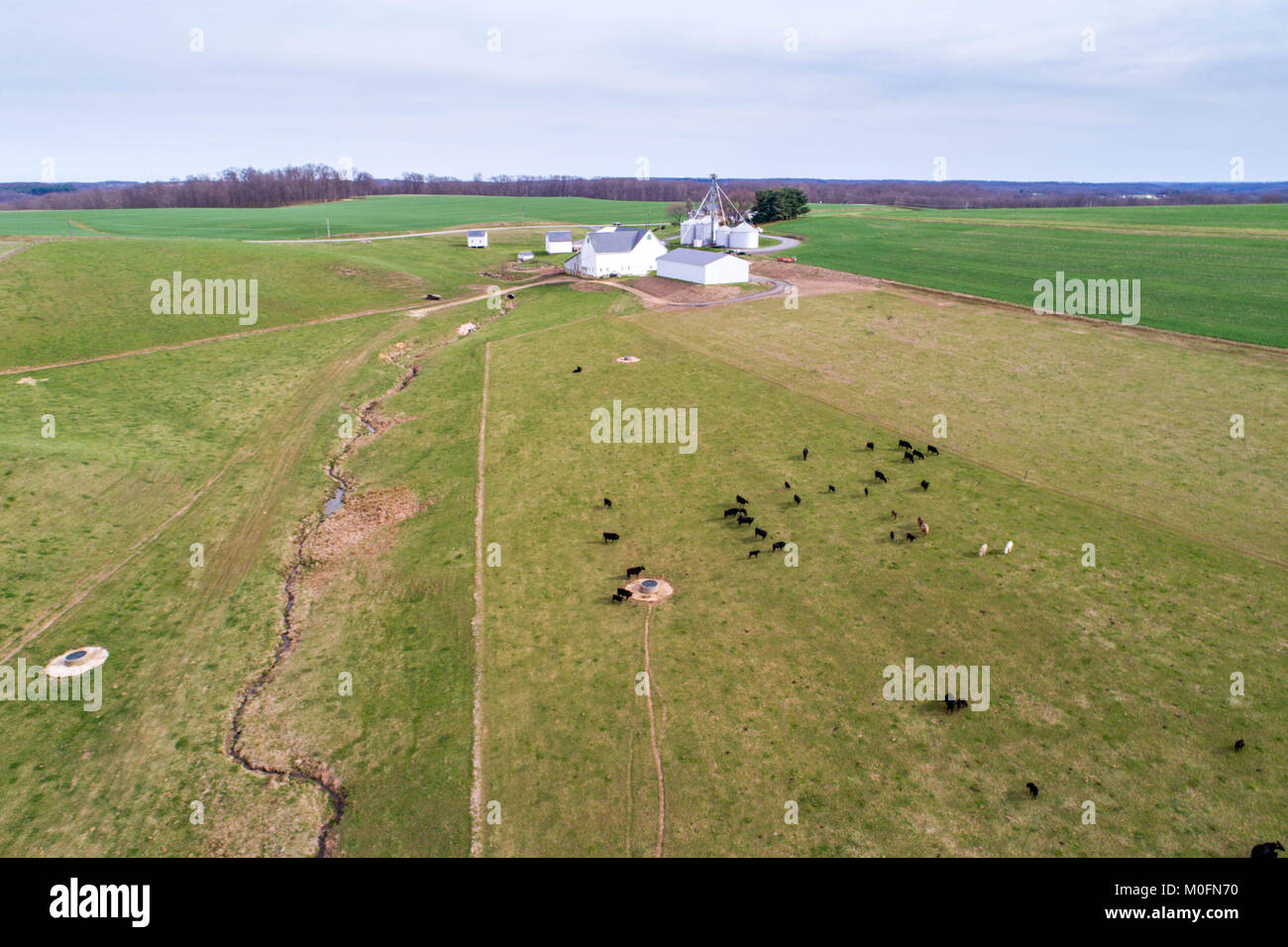 Aerial view of cattle roaming farmland Stock Photo - Alamy