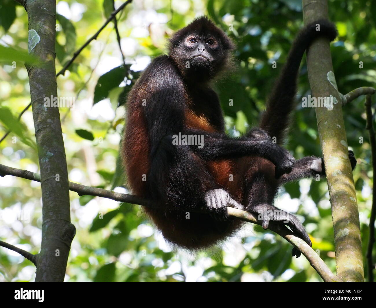 Nature south america hi-res stock photography and images - Alamy