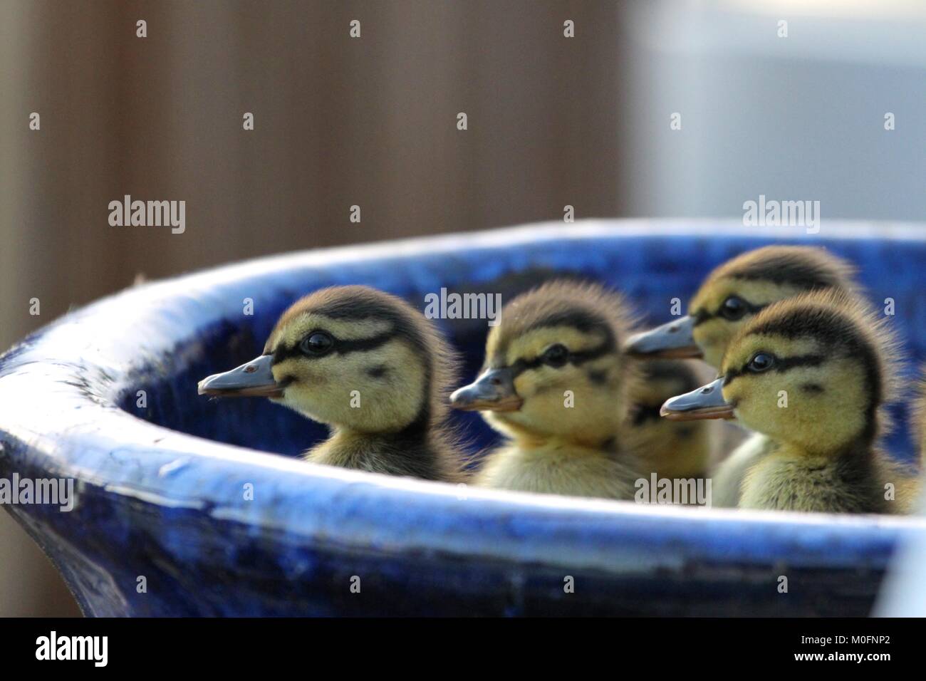 Newly planter hi-res stock photography and images - Alamy