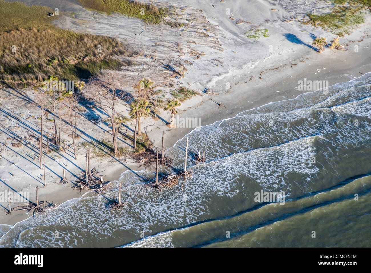 Encroaching waves wear away at tree roots on the beach, South Carolina ...