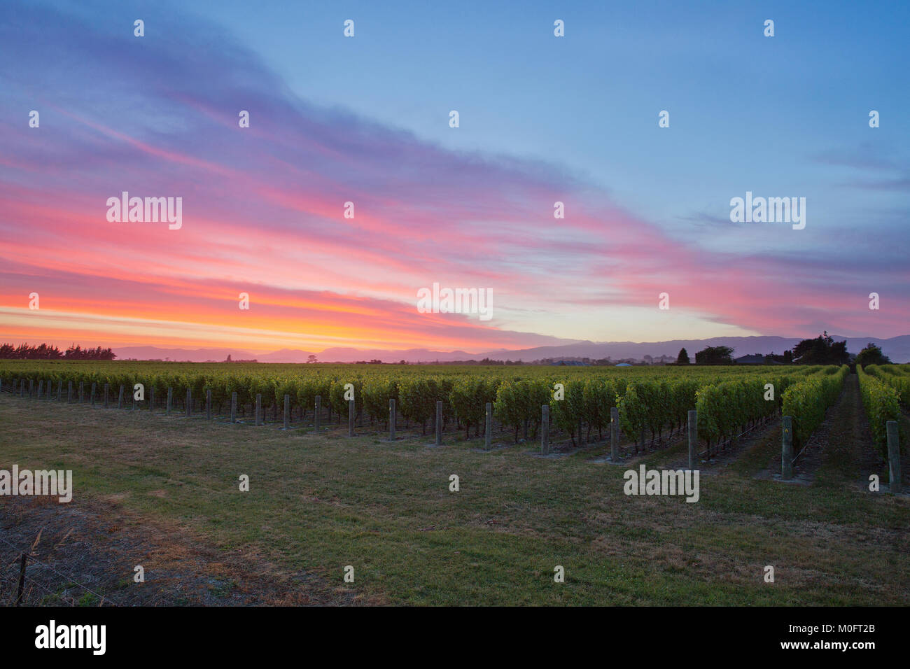 Sunset over winery Stock Photo - Alamy