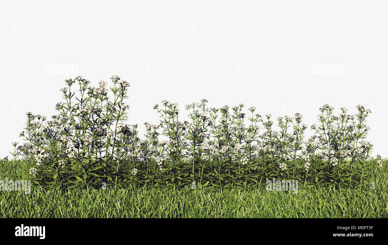 3d rendering of a horizontal seamless bushes on a white background with ...