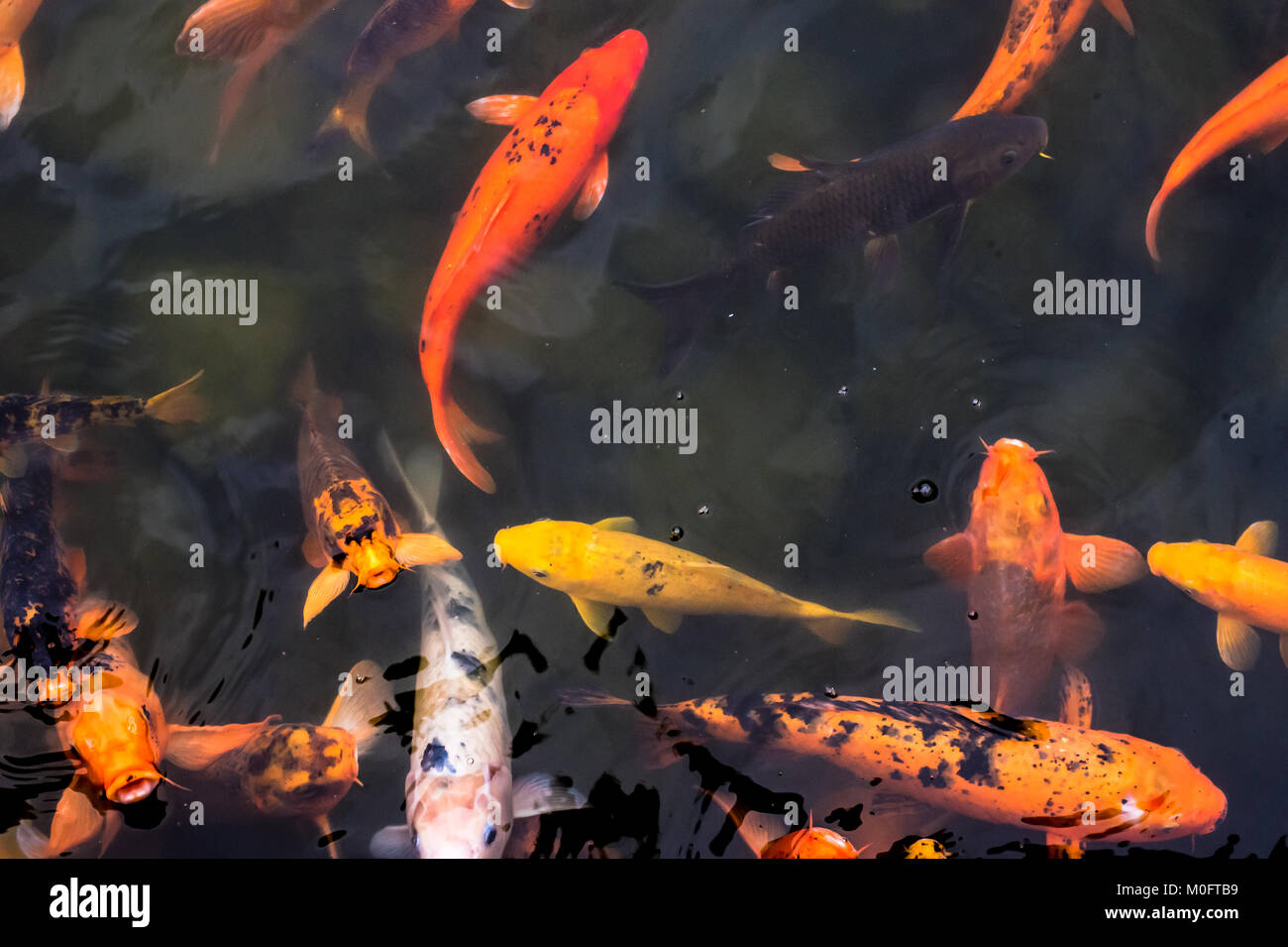 Koi swimming hi-res stock photography and images - Alamy