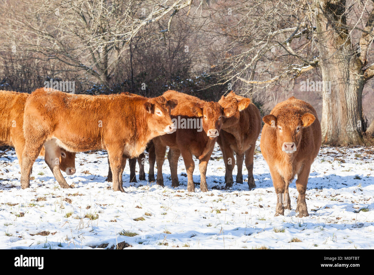 Herd of Limousin beef cows, cattle, in snow in a winter pasture in sub ...