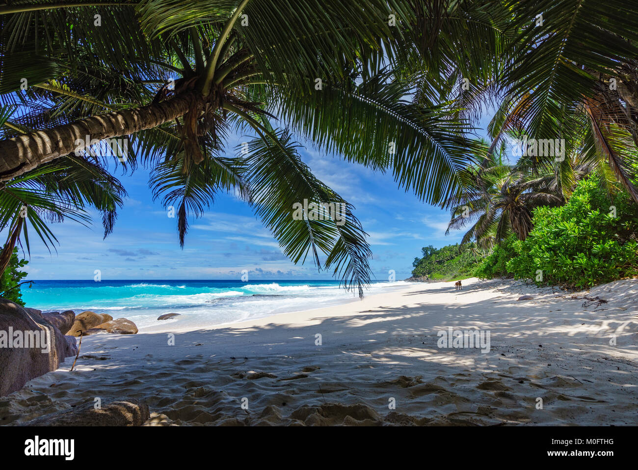 beautiful paradise beach with palm trees, granite rocks, white sand and ...