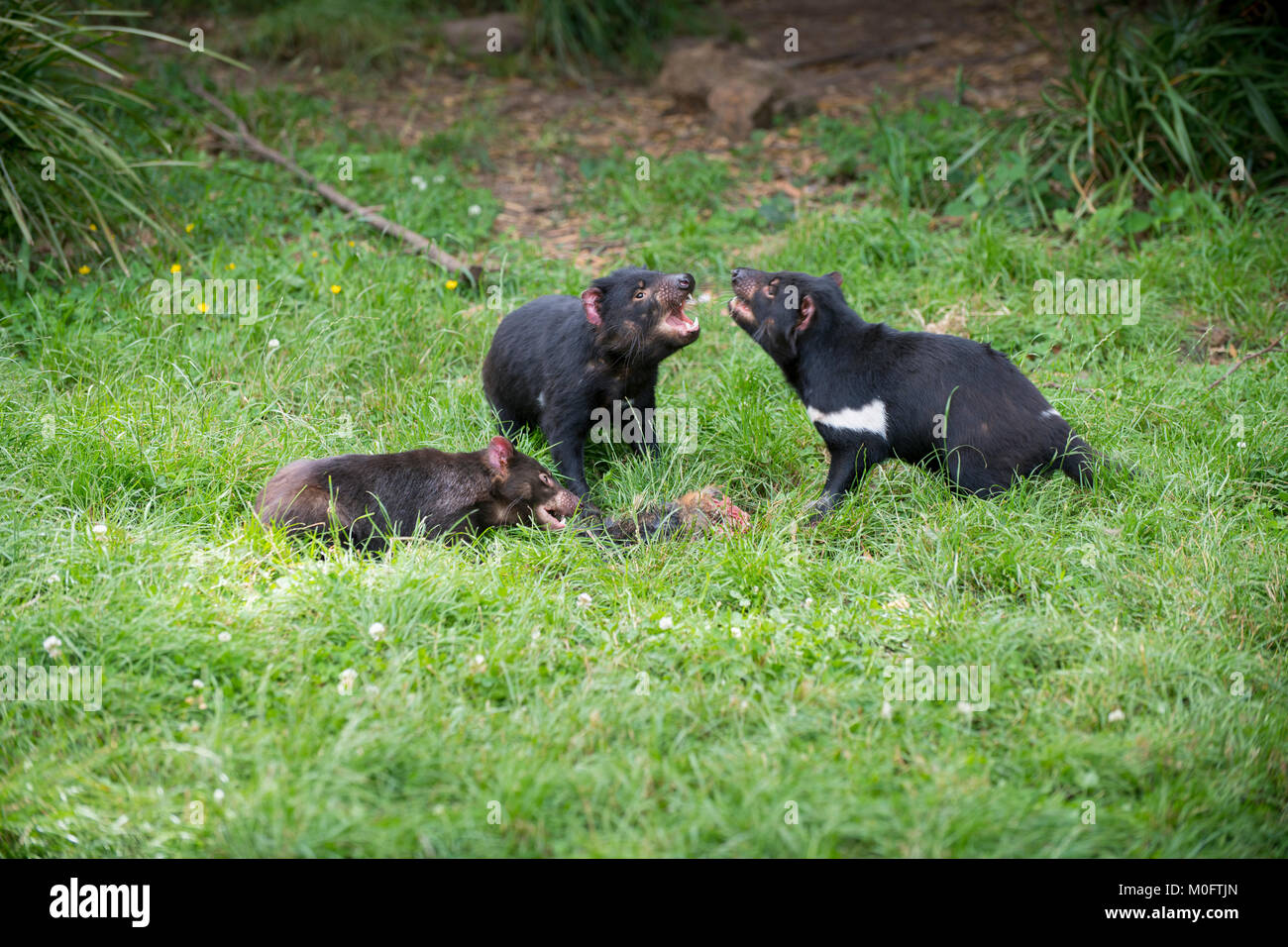 Tasmanian devil eating hi-res stock photography and images - Alamy