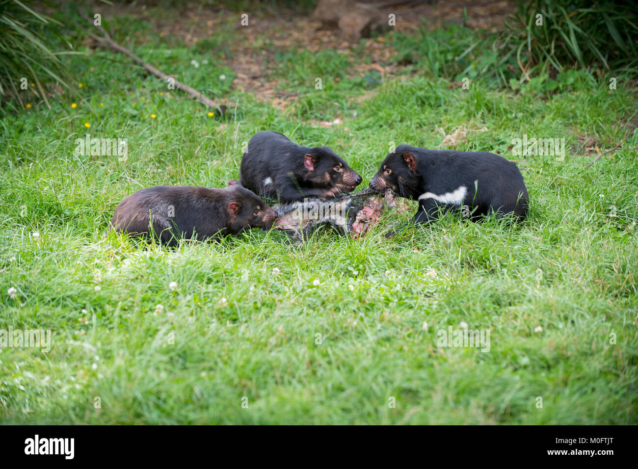 Tasmanian Devil Eating High Resolution Stock Photography and Images - Alamy