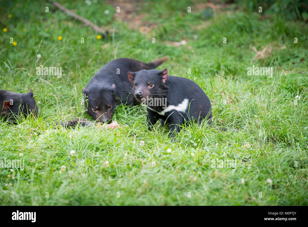 Tasmanian devil eating hi-res stock photography and images - Alamy