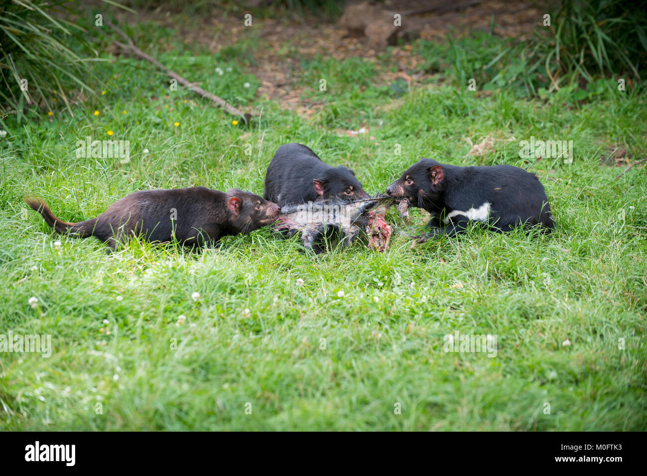 Tasmanian devils in Northwest Tasmania. Eating is a social event for ...