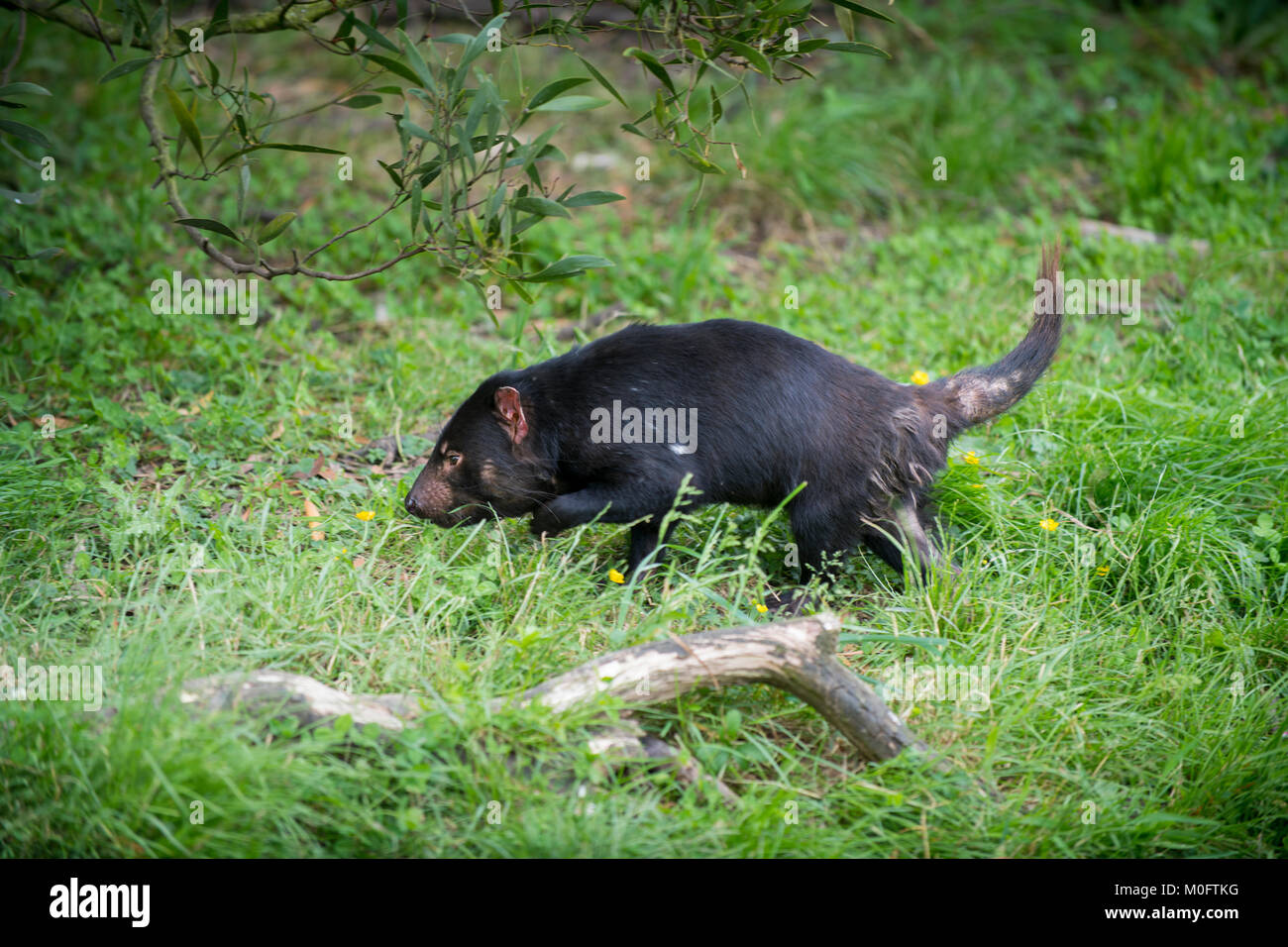 Tasmanian Devil Eating High Resolution Stock Photography and Images - Alamy