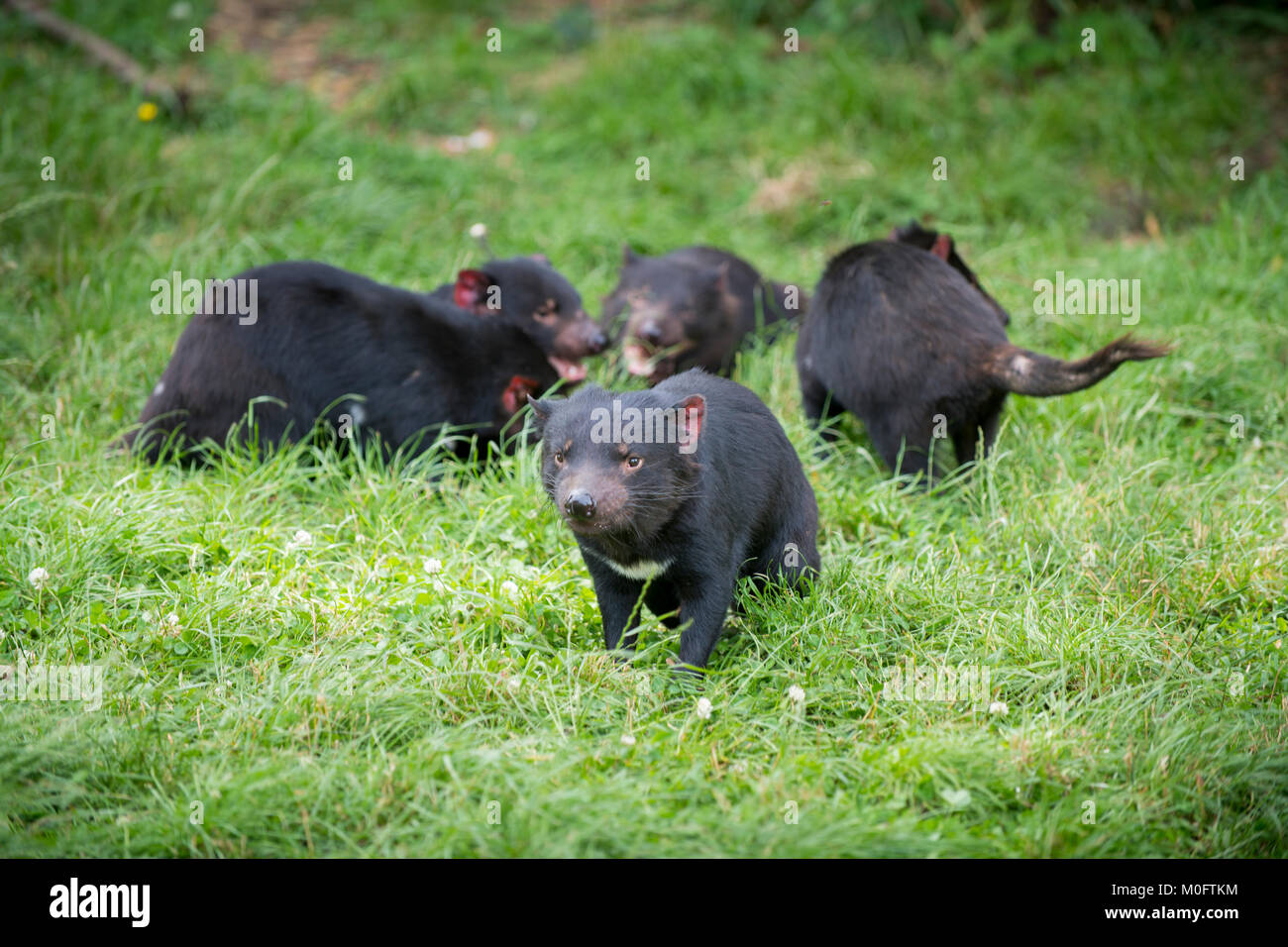 Tasmanian Devil Eating High Resolution Stock Photography and Images - Alamy